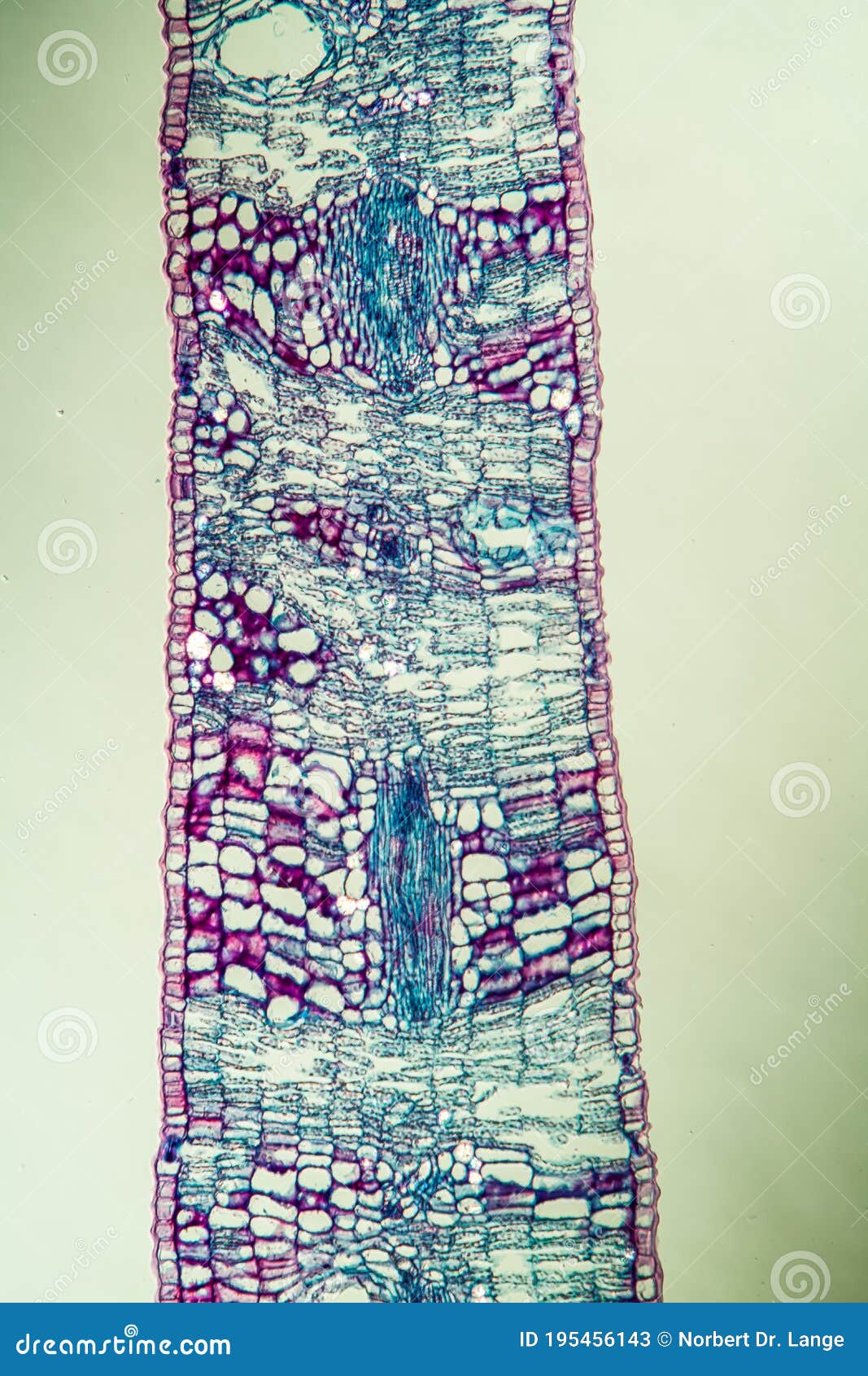 Eucalyptus Cross Section through Leaf Stock Image - Image of indonesia ...