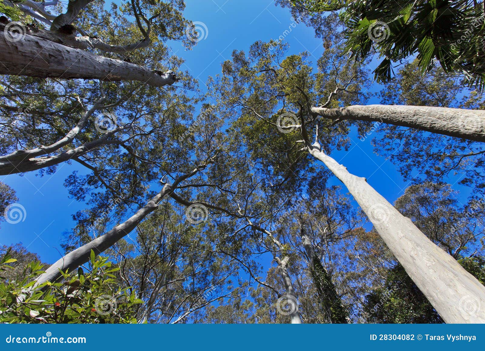 Eucalyptus Crowns Sky stock photo. Image of plant, nature - 28304082