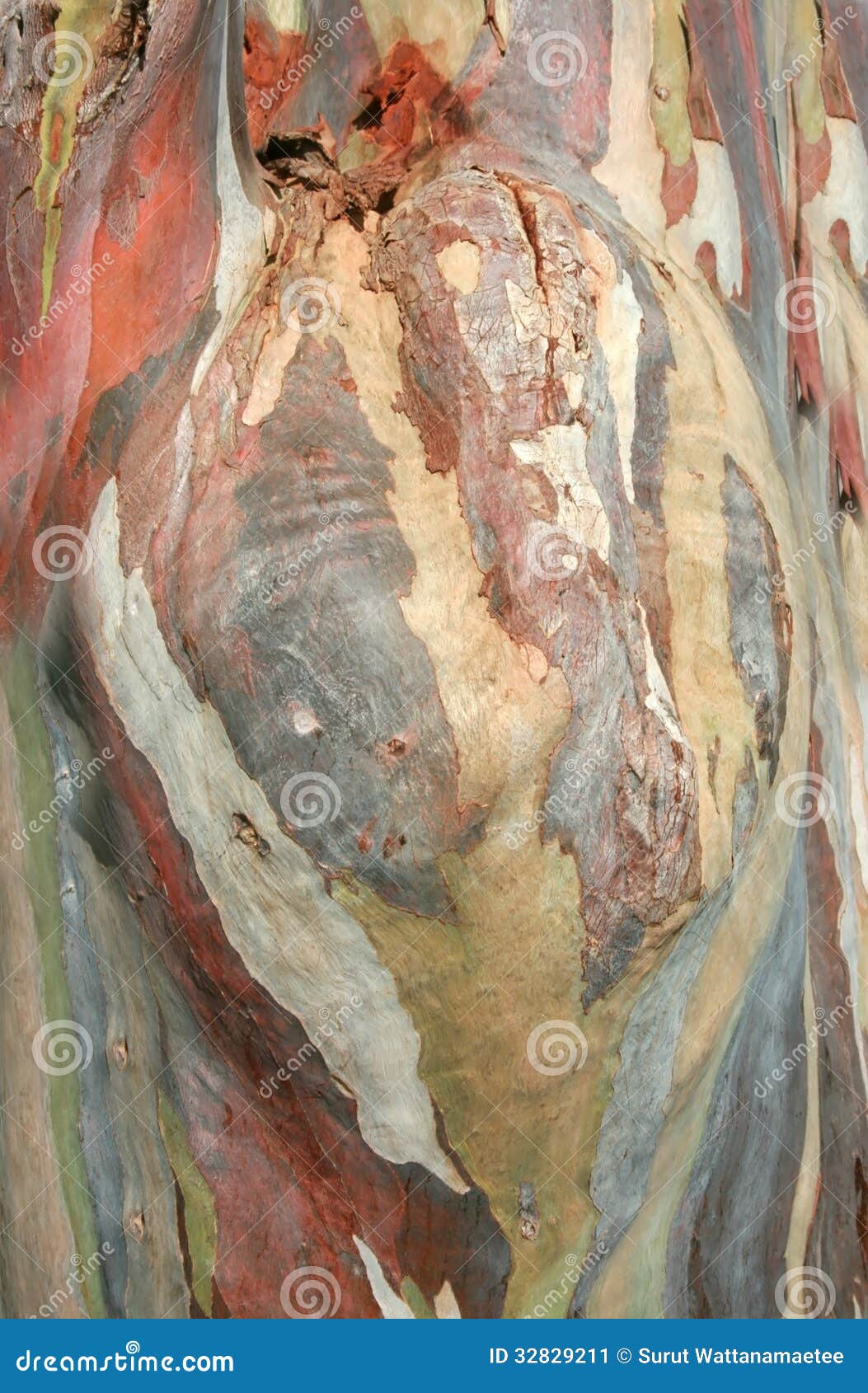 Eucalyptus Deglupta Rainbow Eucalyptus Tree Growing On Kauai Island In ...