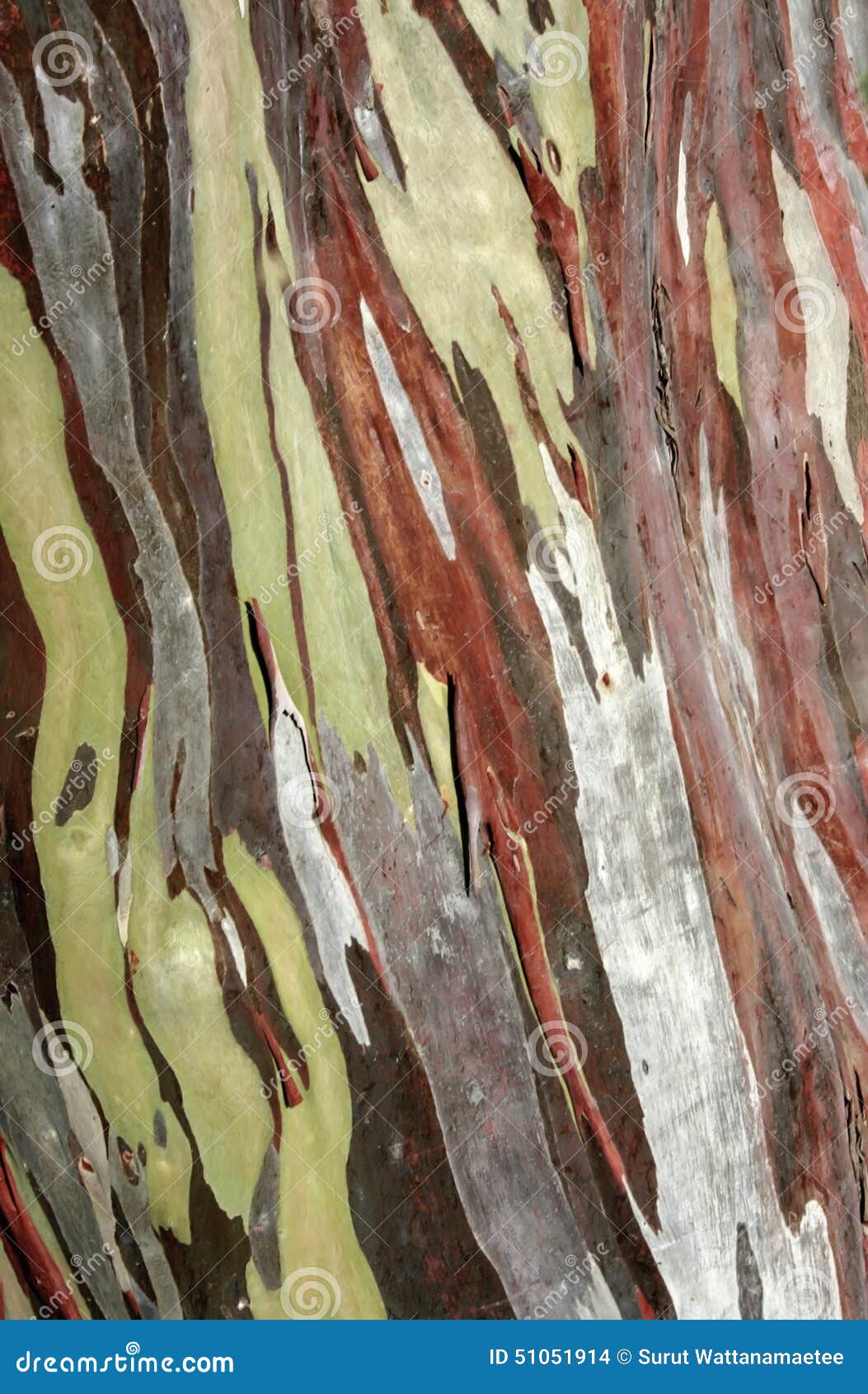 Eucalyptus Deglupta Rainbow Eucalyptus Tree Growing On Kauai Island In ...