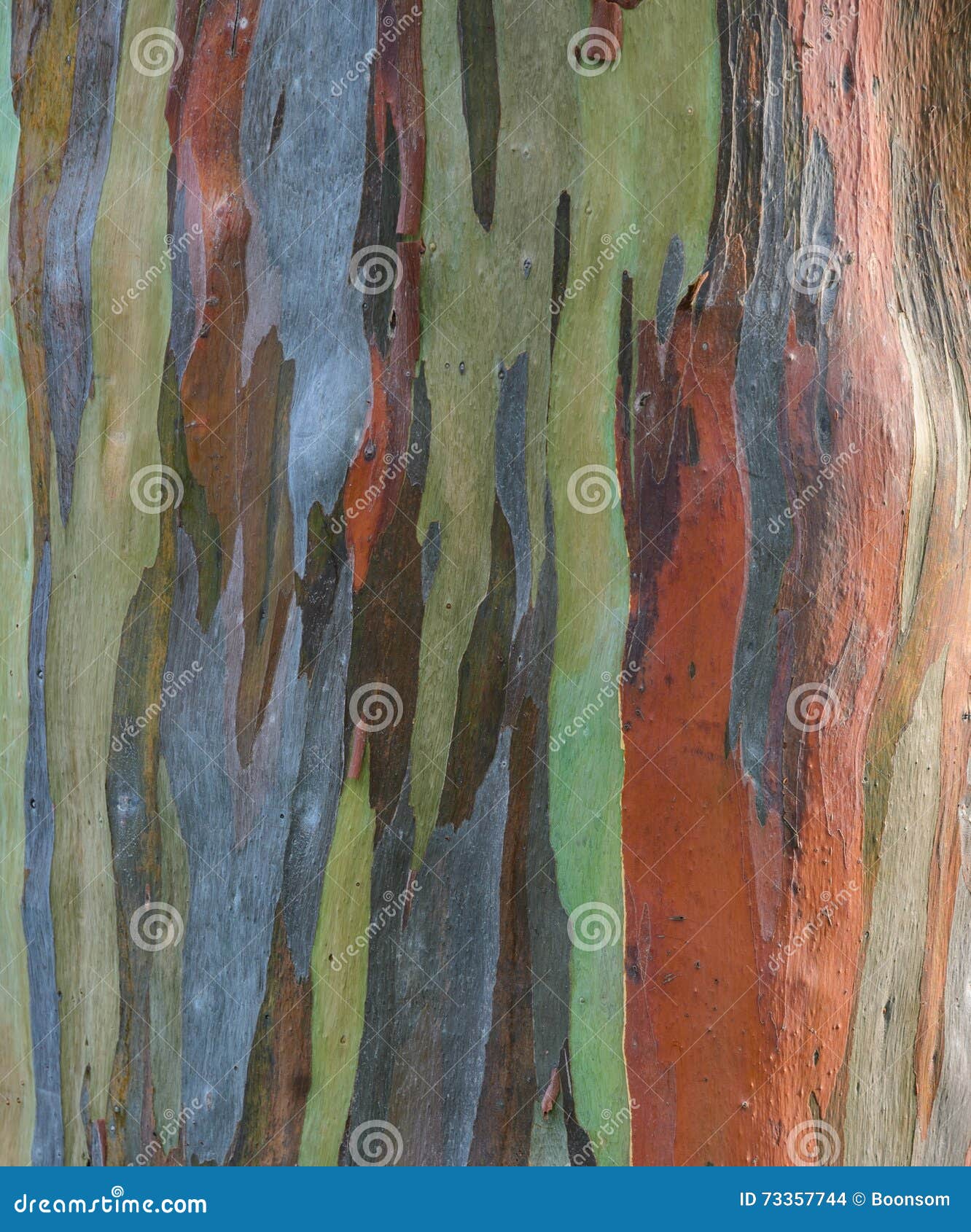 Eucalyptus Deglupta Rainbow Eucalyptus Tree Growing On Kauai Island In ...
