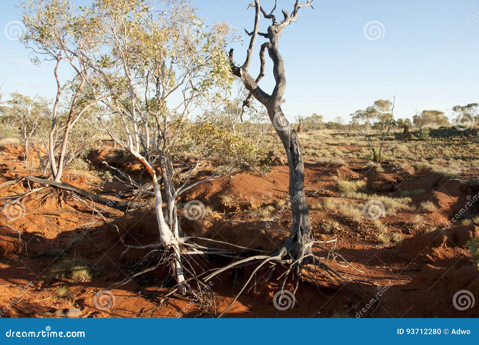 Eucalyptus Exposed Tree Roots - Kimberley - Australia Stock Photo ...