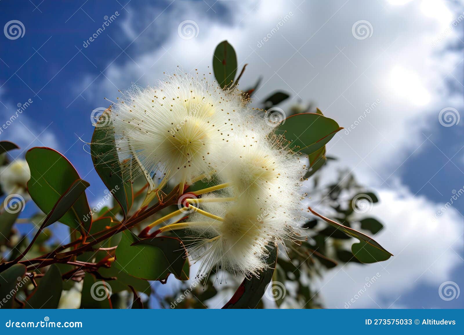 Eucalyptus Flower in Full Bloom, Surrounded by Fluffy Clouds Stock ...