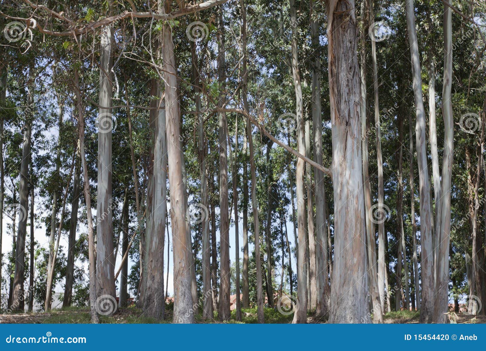 Eucalyptus forest stock photo. Image of healthy, intricate - 15454420