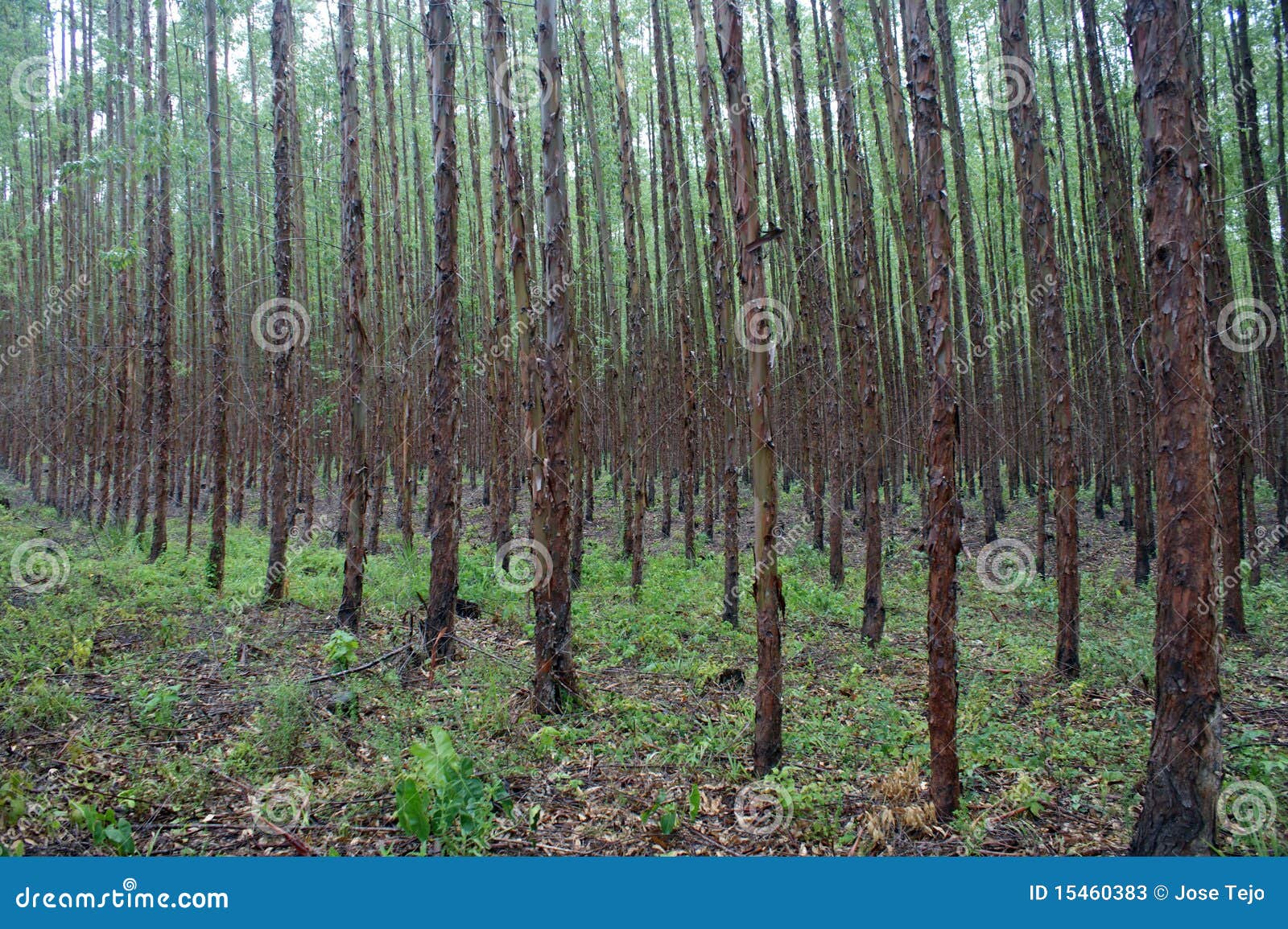 Eucalyptus forest stock image. Image of tree, logging - 15460383
