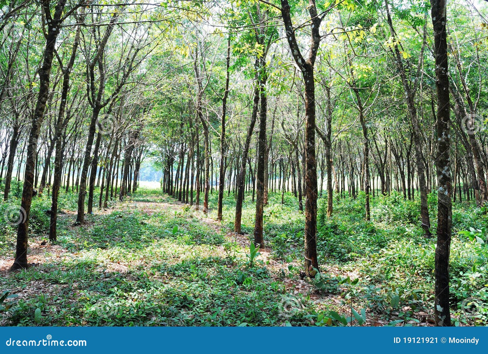 Eucalyptus Forest stock image. Image of nature, forest - 19121921