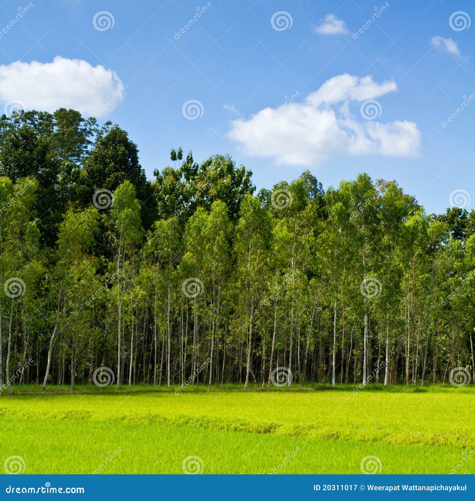Eucalyptus Forest Royalty-Free Stock Photo | CartoonDealer.com #20311017
