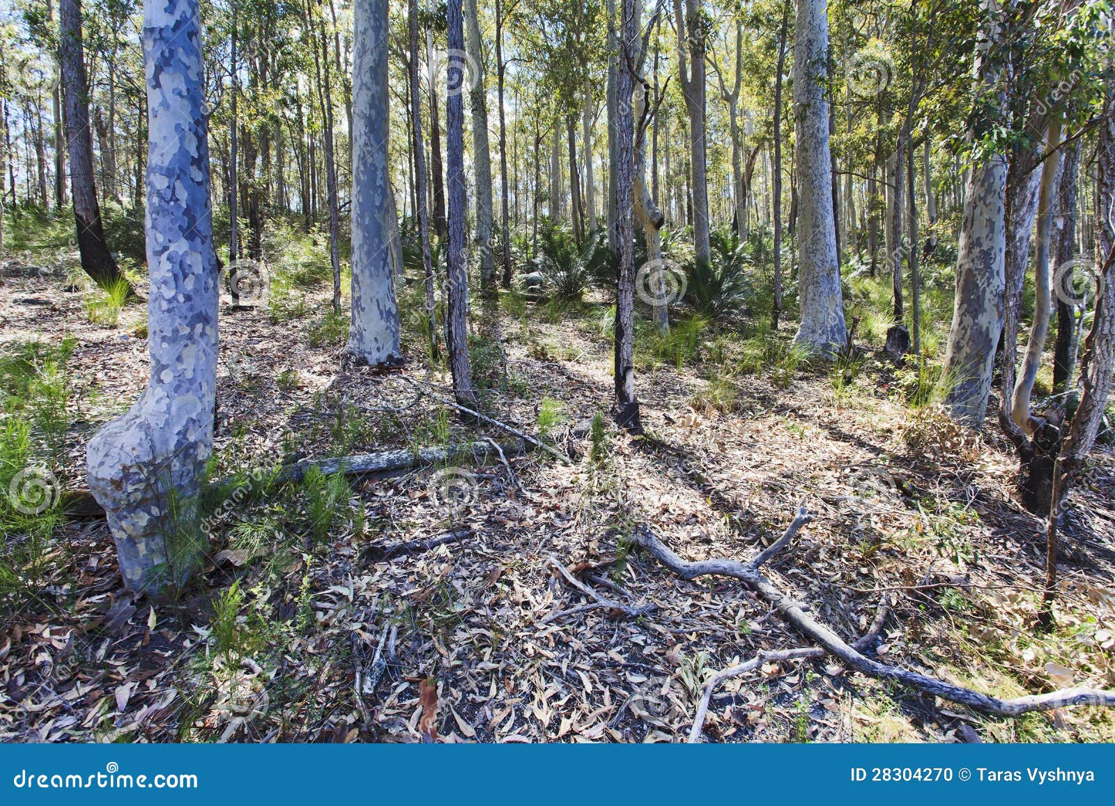 Eucalyptus forest stock photo. Image of plant, landscape - 28304270