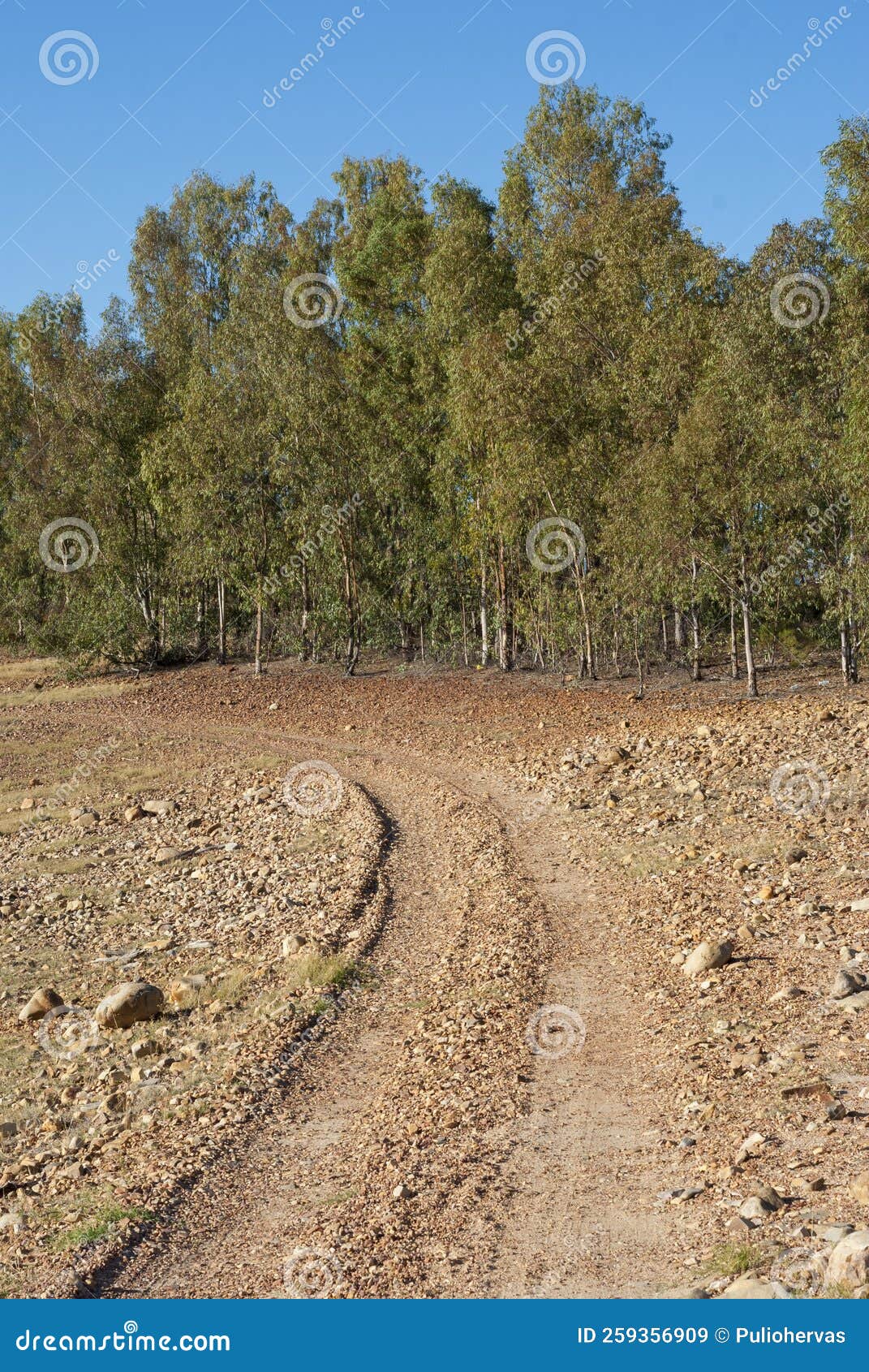 Eucalyptus Forest Causing Desertification and Dryness of the Earth ...