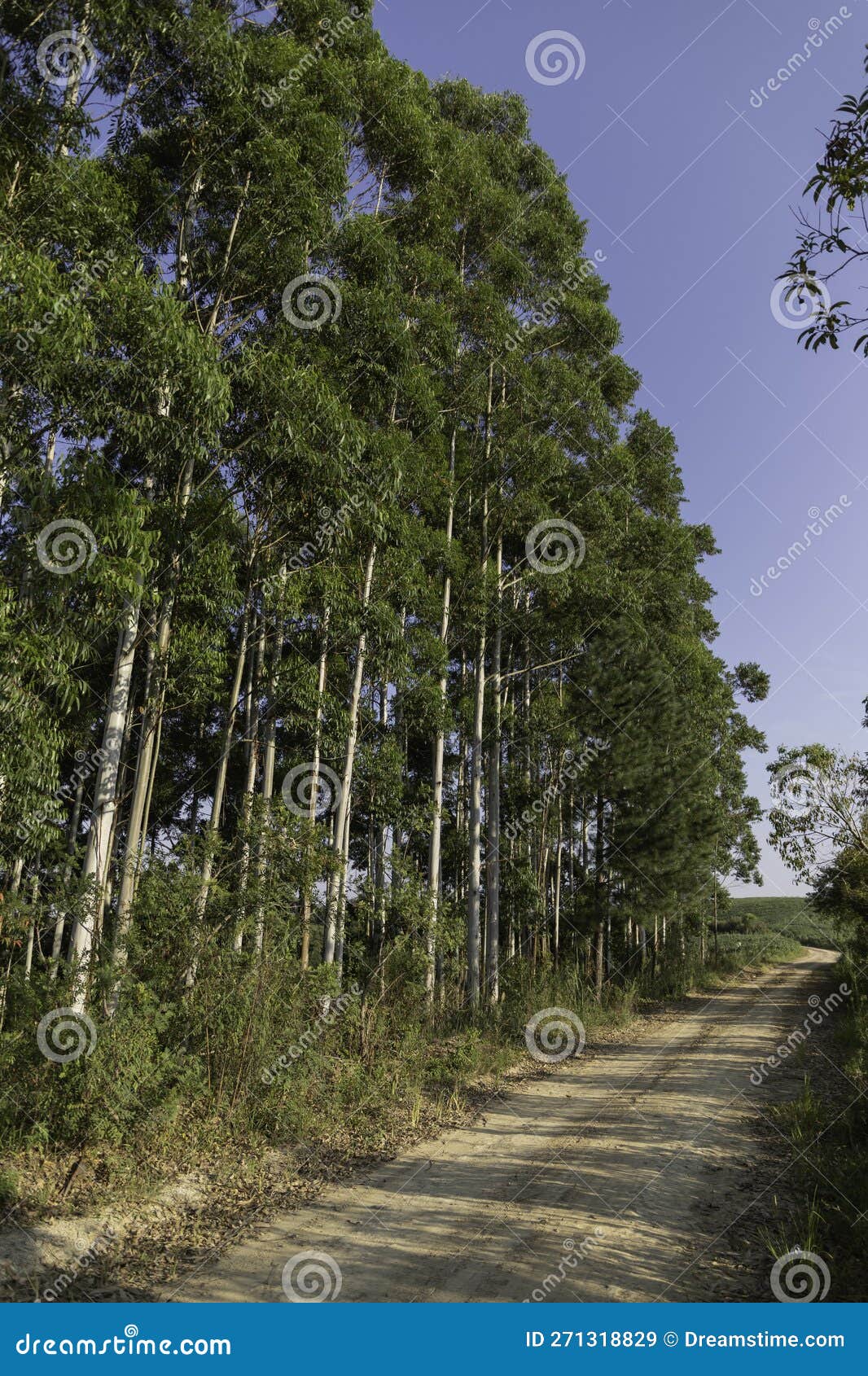Eucalyptus reforestation stock image. Image of beautiful - 271318829
