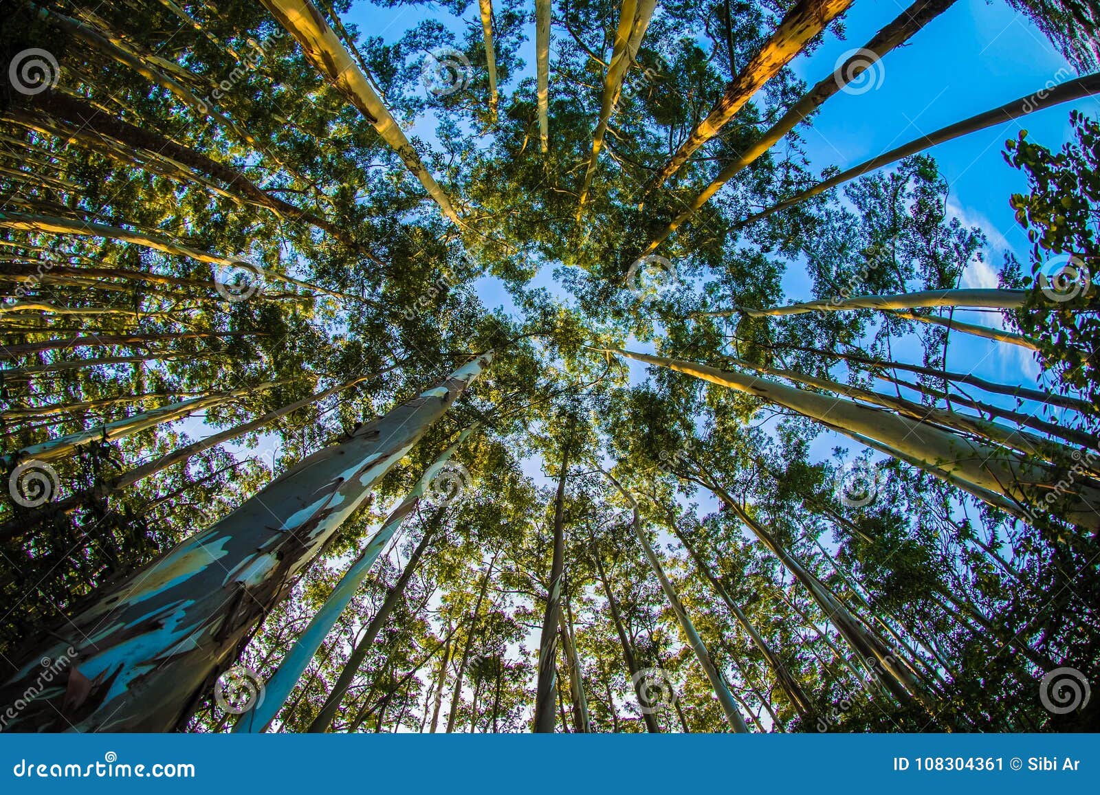 Eucalyptus forest in ooty stock image. Image of meadow - 108304361