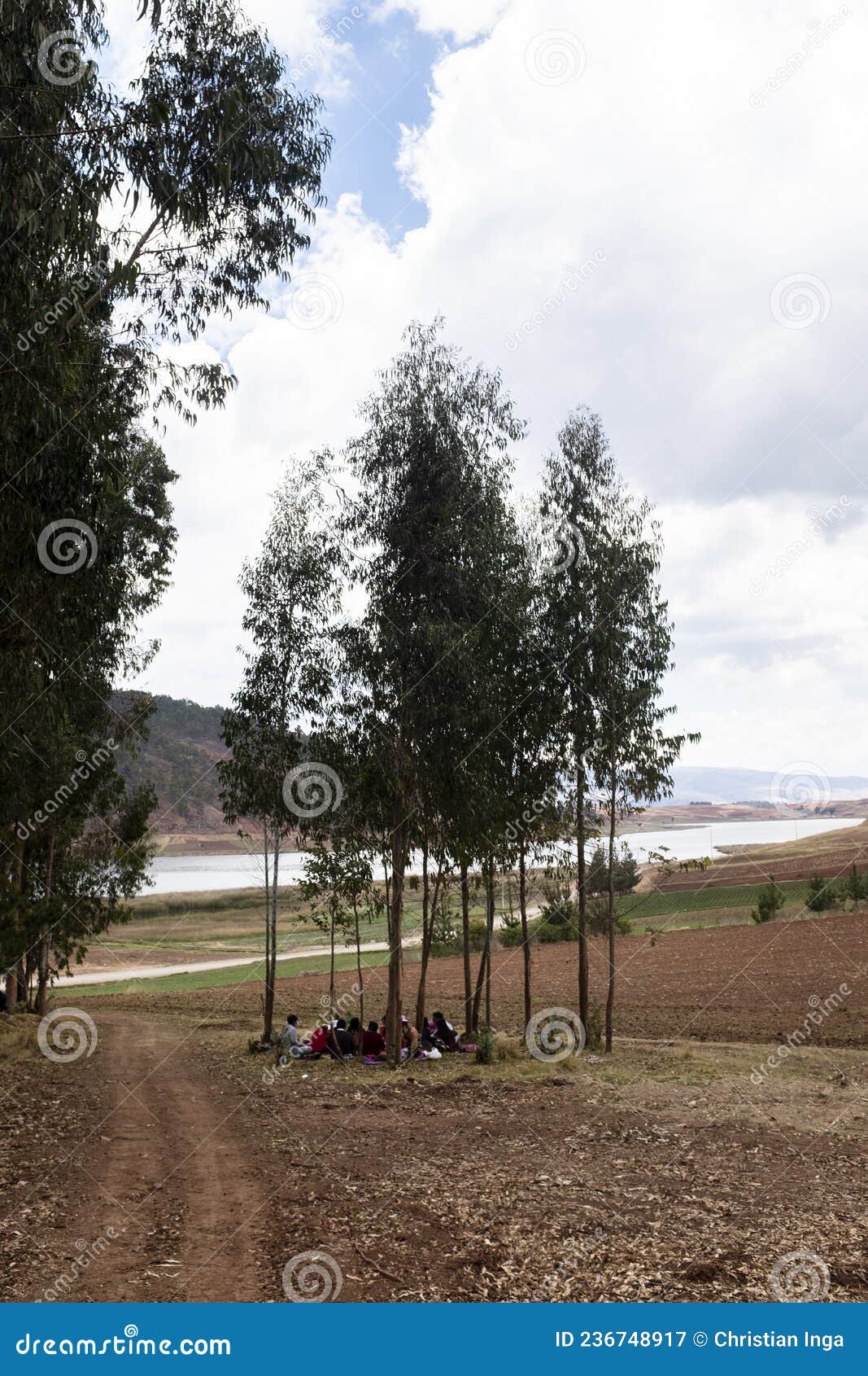 Eucalyptus Forest in Peruvian Andes. Stock Image - Image of light ...