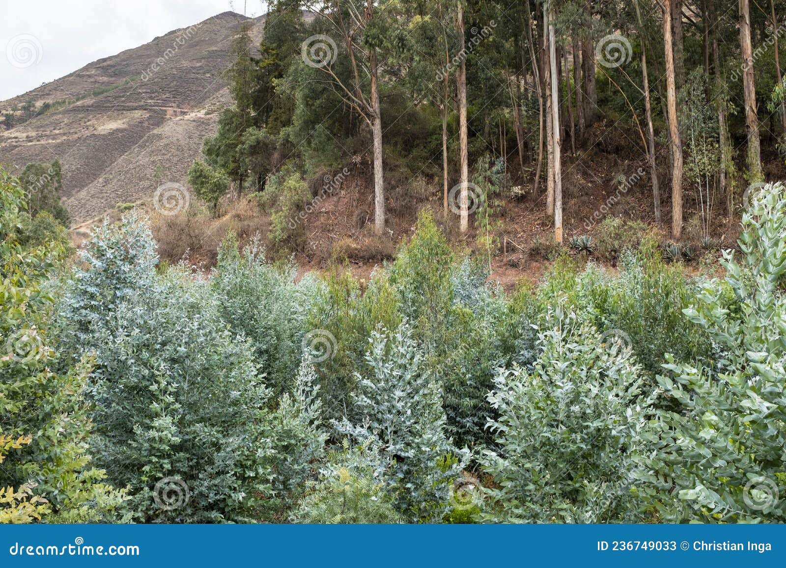 Eucalyptus Forest in Peruvian Andes. Stock Image - Image of scene, peru ...