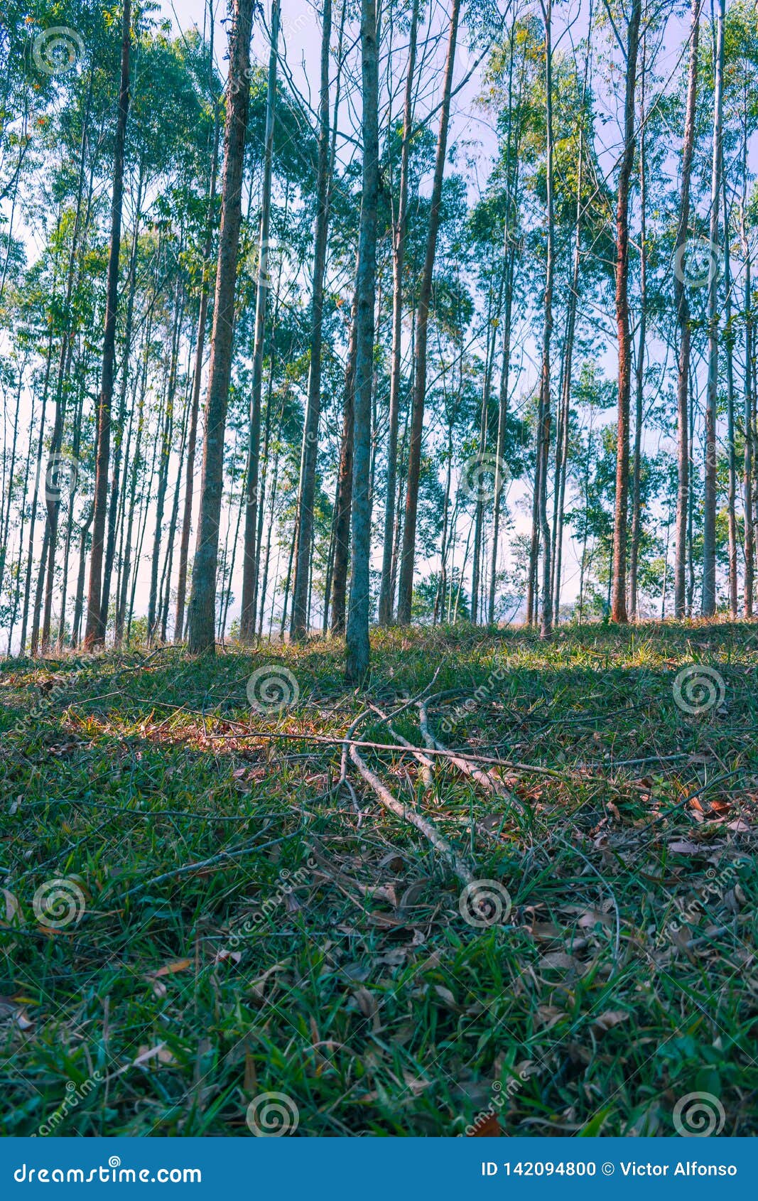 EUCALYPTUS FOREST with SATURATED BLUE SKY Stock Photo - Image of high ...