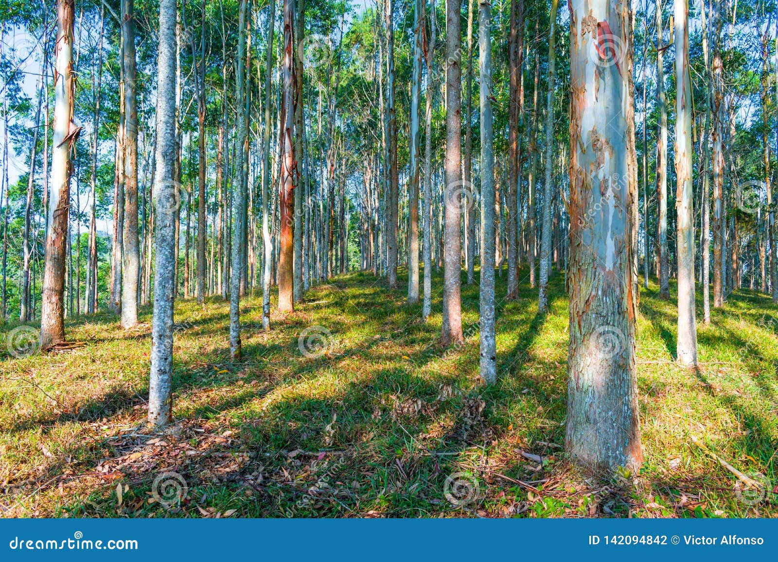 EUCALYPTUS FOREST with SATURATED BLUE SKY Stock Photo - Image of ...