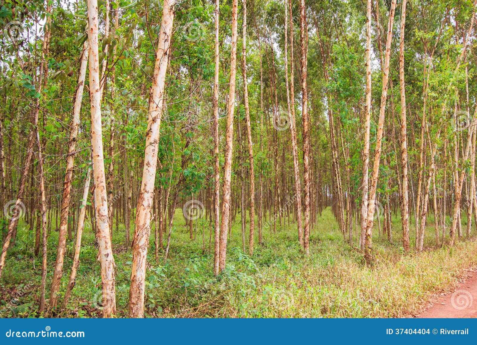 Eucalyptus forest stock photo. Image of factory, green - 37404404
