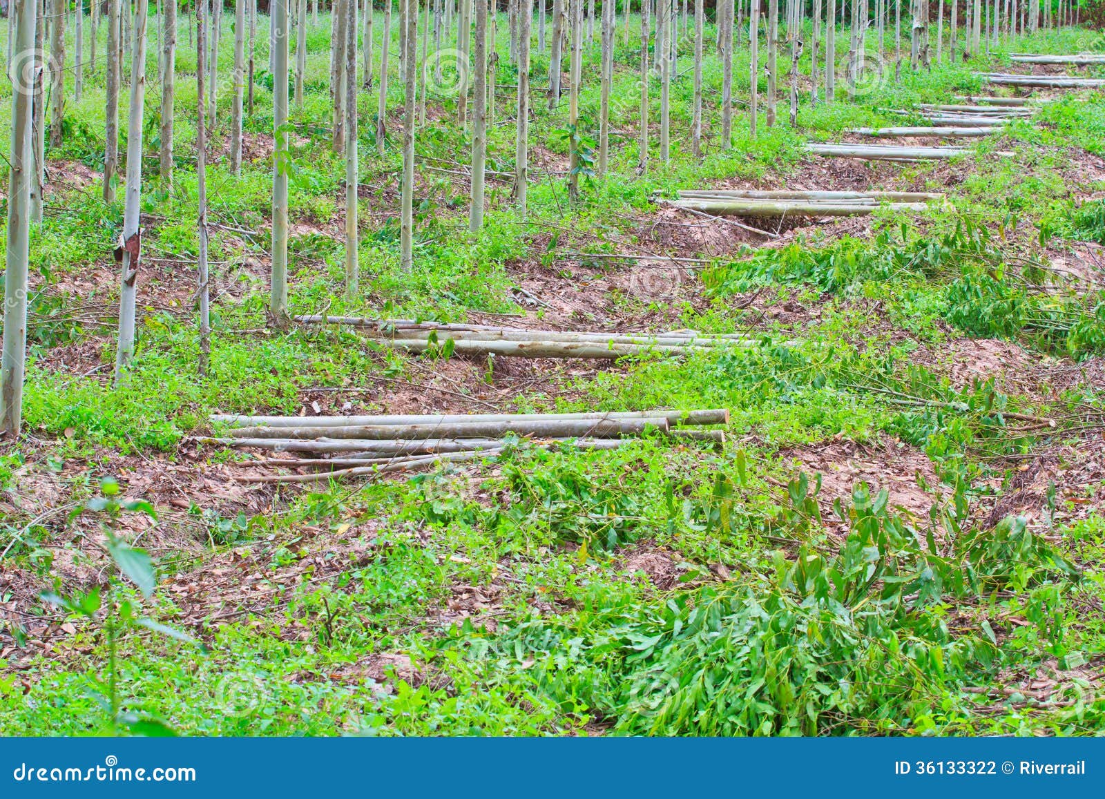 Eucalyptus forest stock photo. Image of logging, agriculture - 36133322