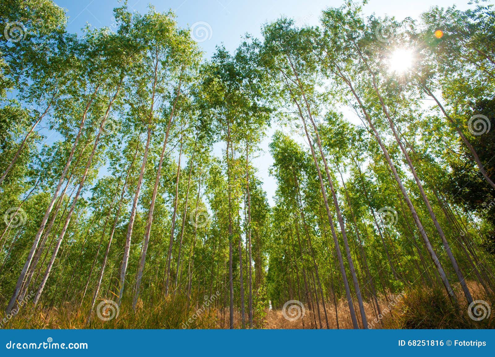 Eucalyptus forests stock photo. Image of landscape, beautiful - 68251816