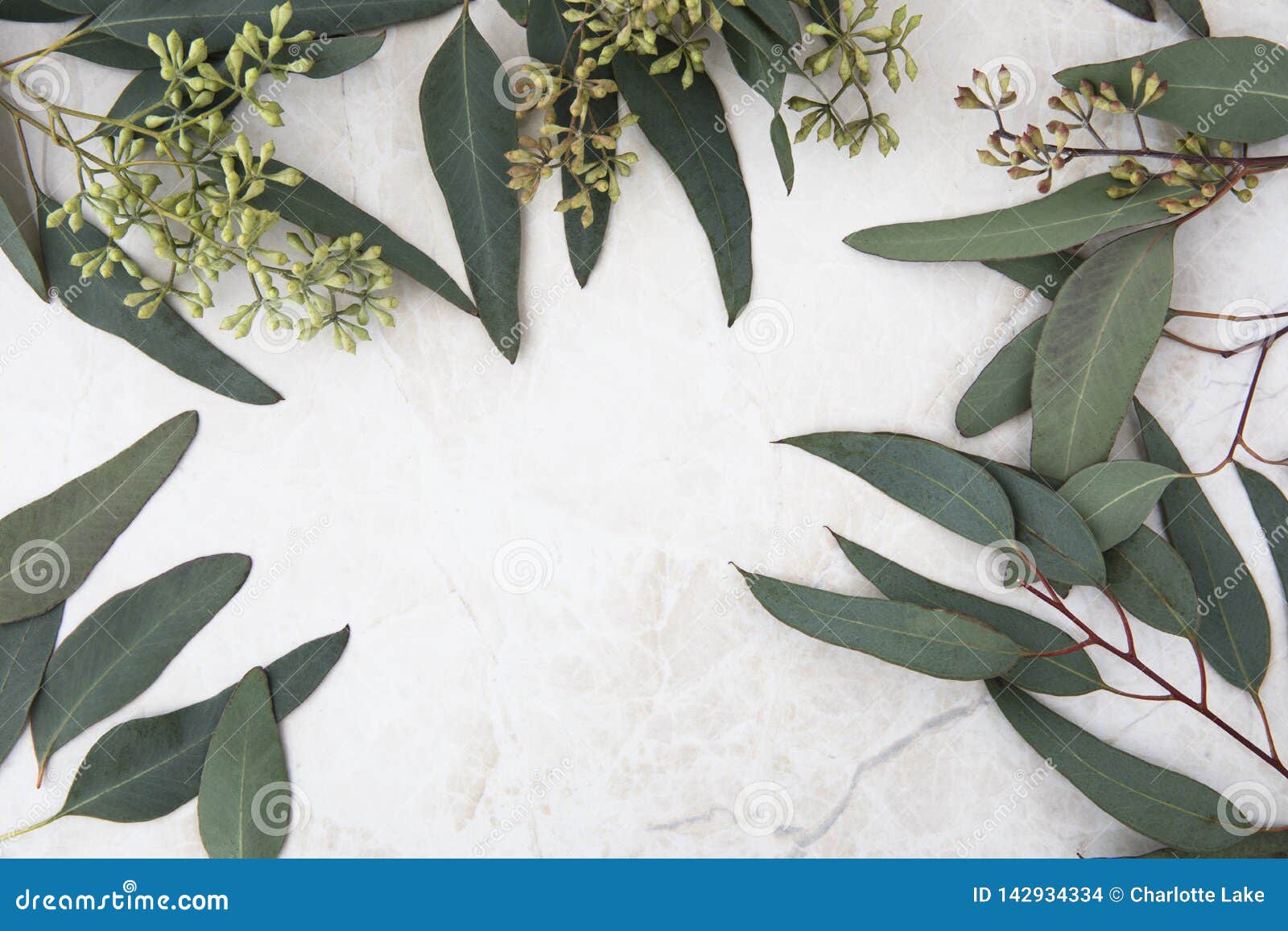 Eucalyptus Frame stock photo. Image of aroma, essential - 142934334