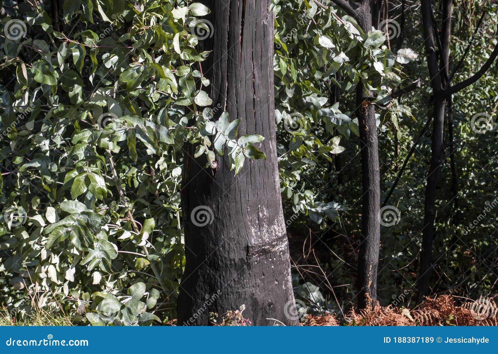 Eucalyptus with Green Foliage and Black Burned Bark, Pyrophyte Trees ...