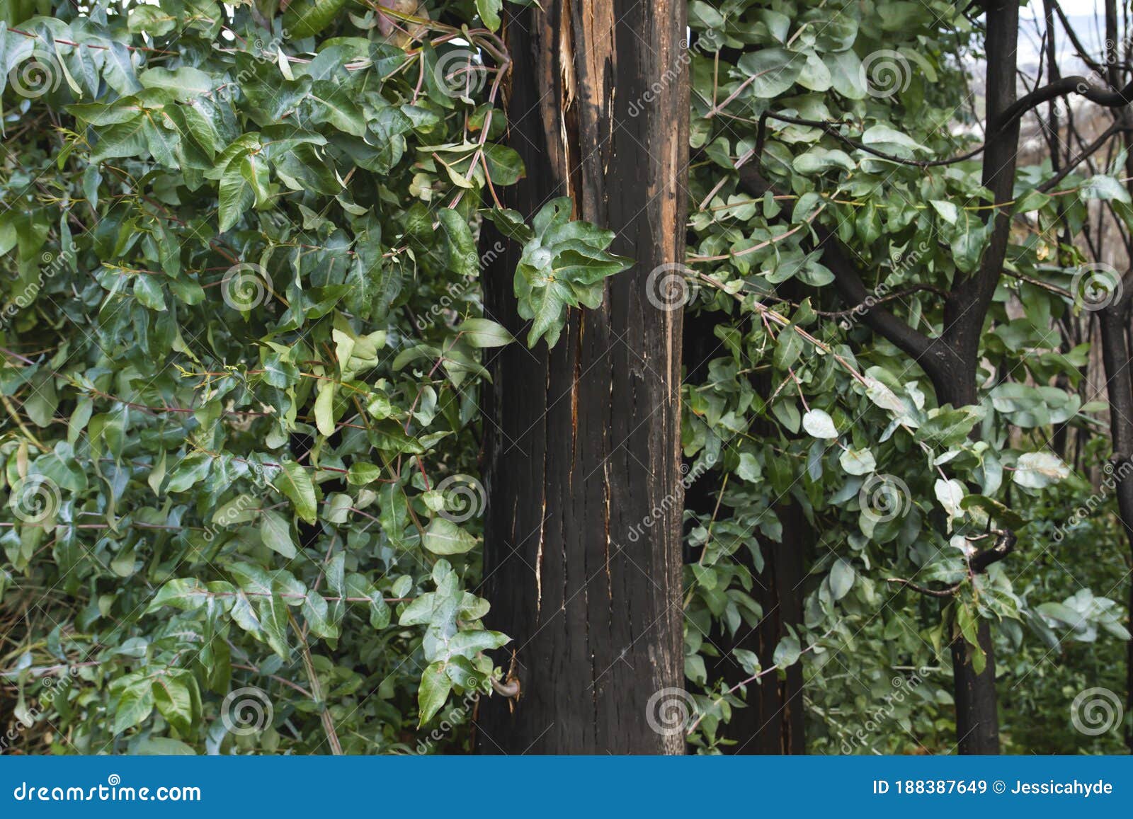 Eucalyptus with Green Foliage and Black Burned Bark, Pyrophyte Trees ...