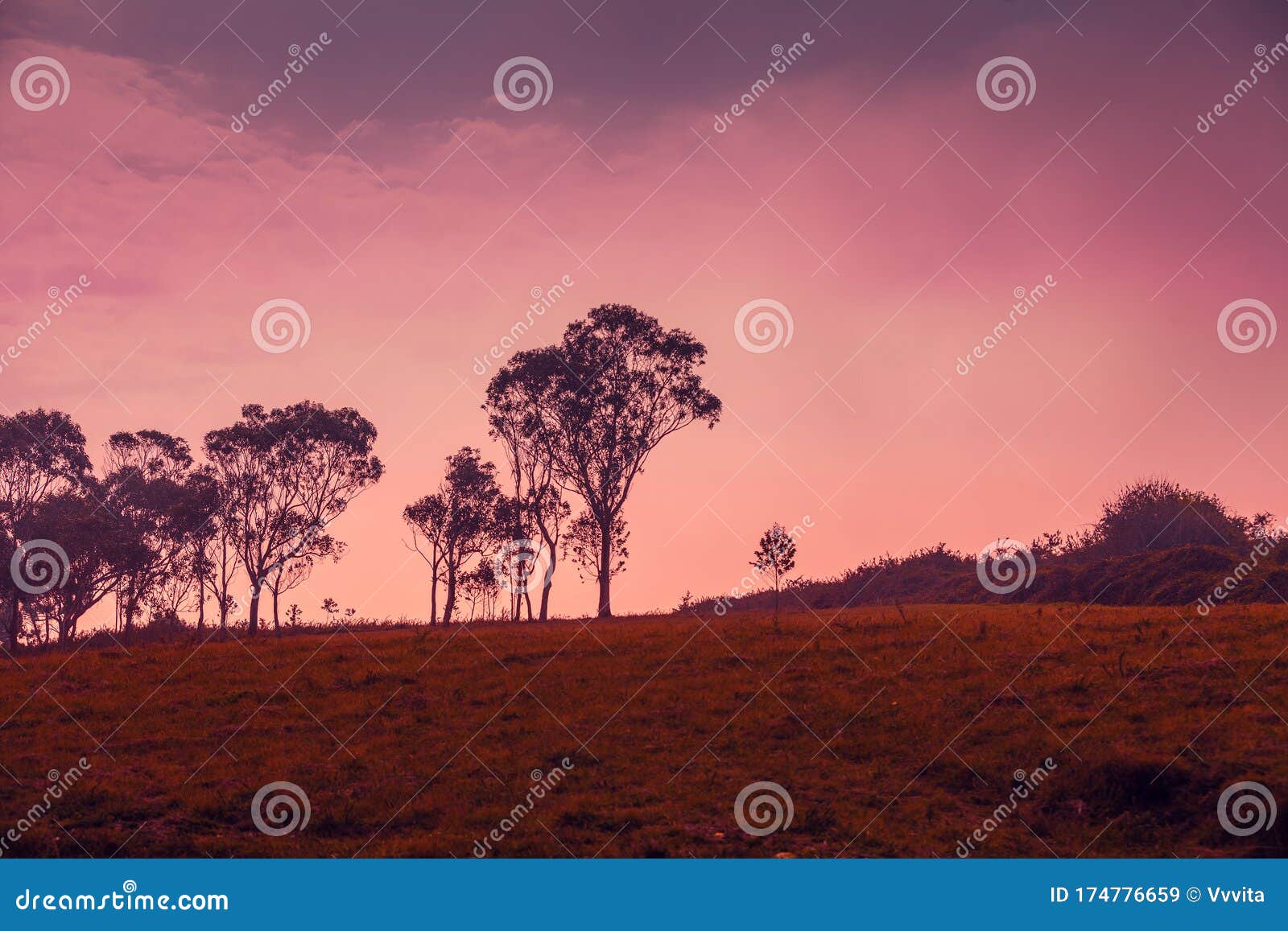 Eucalyptus Grove in Early Morning Stock Image - Image of natural, field ...