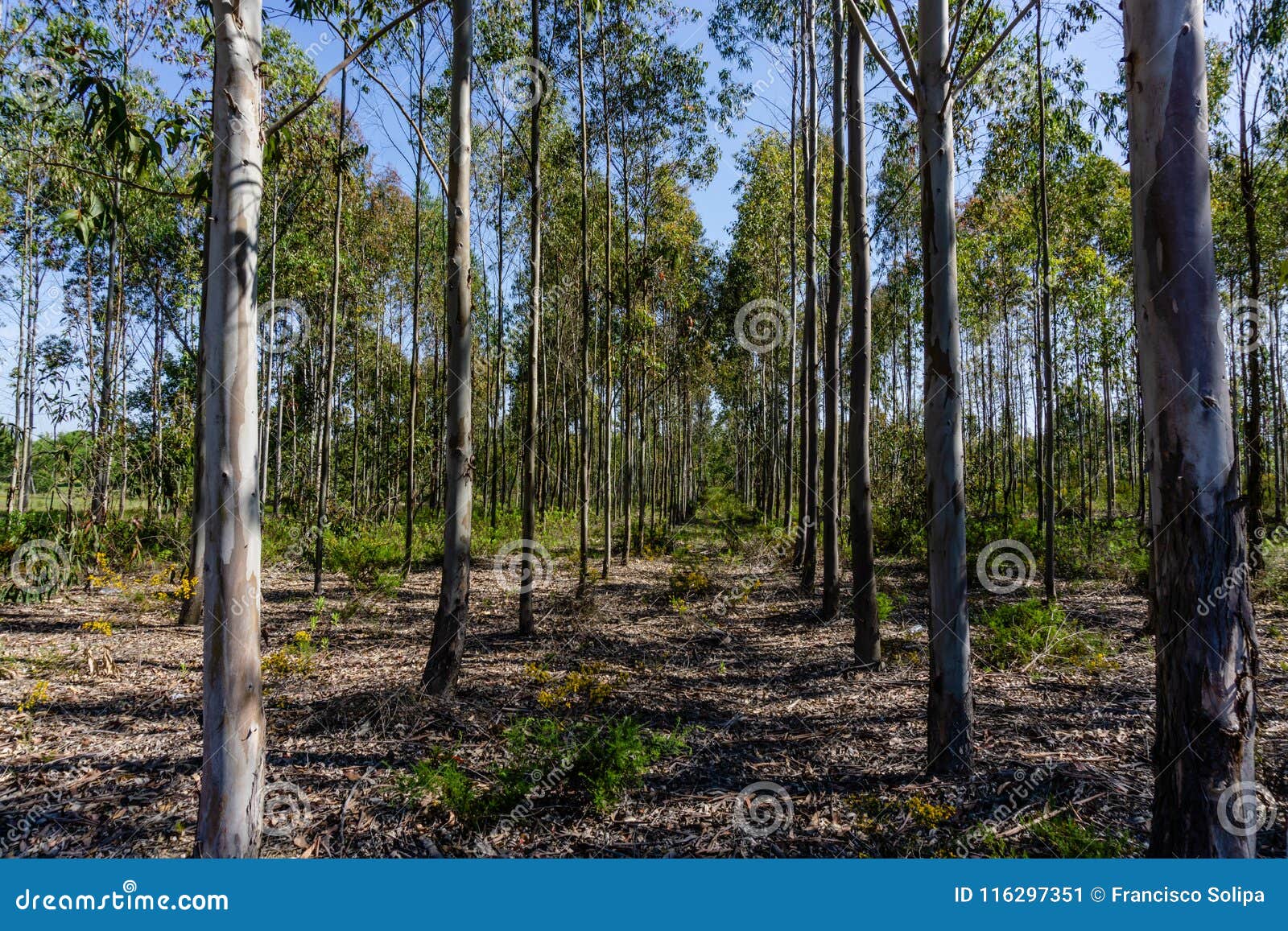 Eucalyptus Grove with Parallel Trees Revealing a Path in the for Stock ...