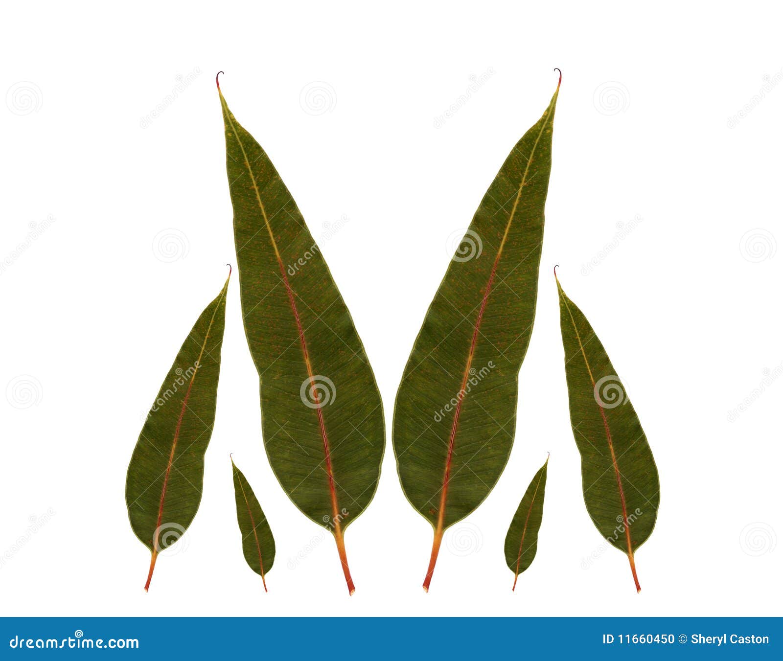 Eucalyptus Gum Leaves Australian Native Plant Stock Photo - Image of ...