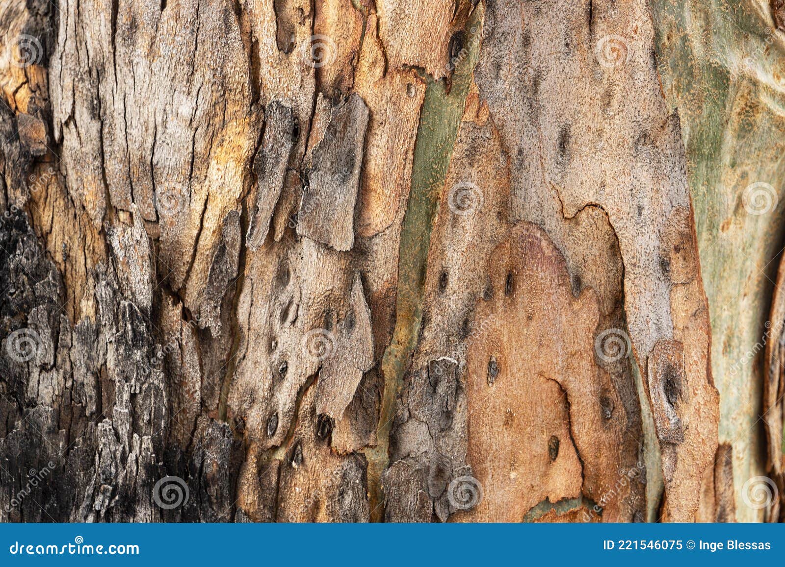 Eucalyptus Gum Tree Bark Pattern and Texture. Stock Image - Image of ...