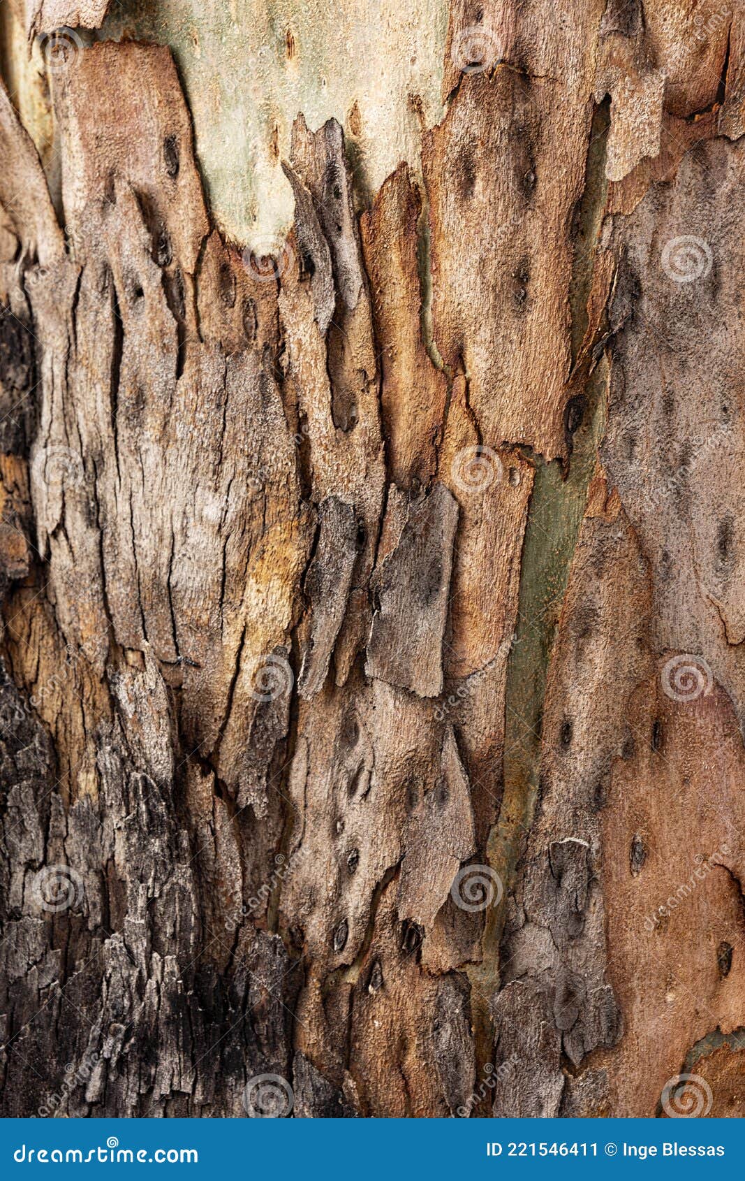 Eucalyptus Gum Tree Bark Patterns and Texture. Stock Image - Image of ...