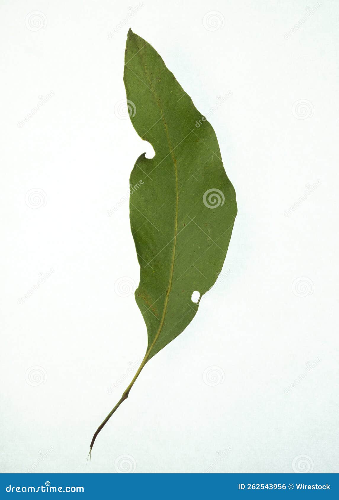 Eucalyptus or Gum Tree Leaf Stock Photo - Image of leaf, lighting ...