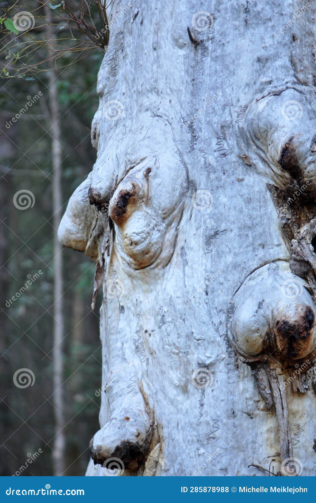 Eucalyptus gum tree trunk stock photo. Image of tree - 285878988