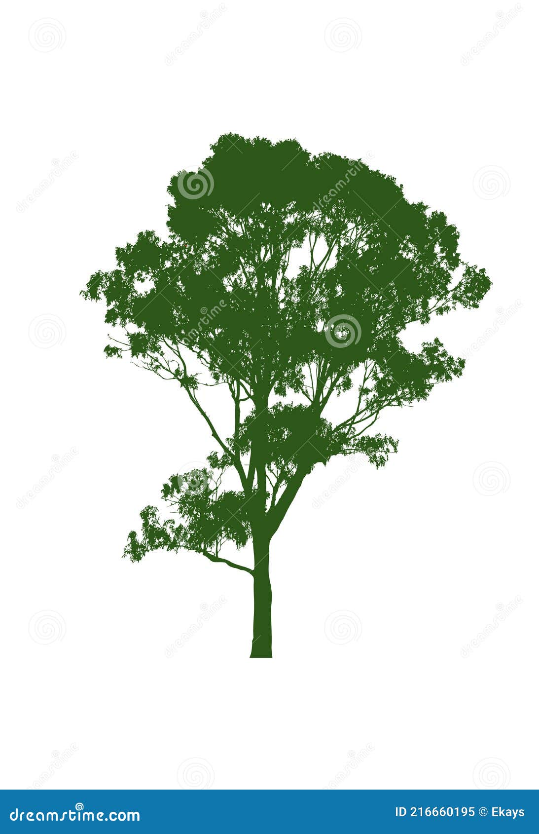 Australian Tree the Eucalyptus Gum Tree Stock Vector - Illustration of ...