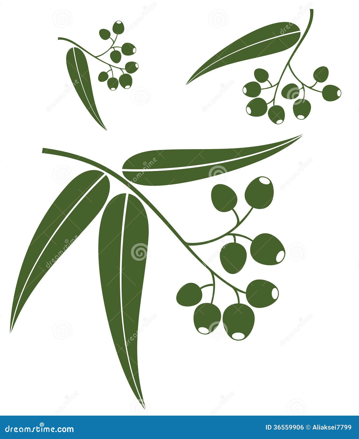 Eucalyptus stock vector. Illustration of medicine, design - 36559906