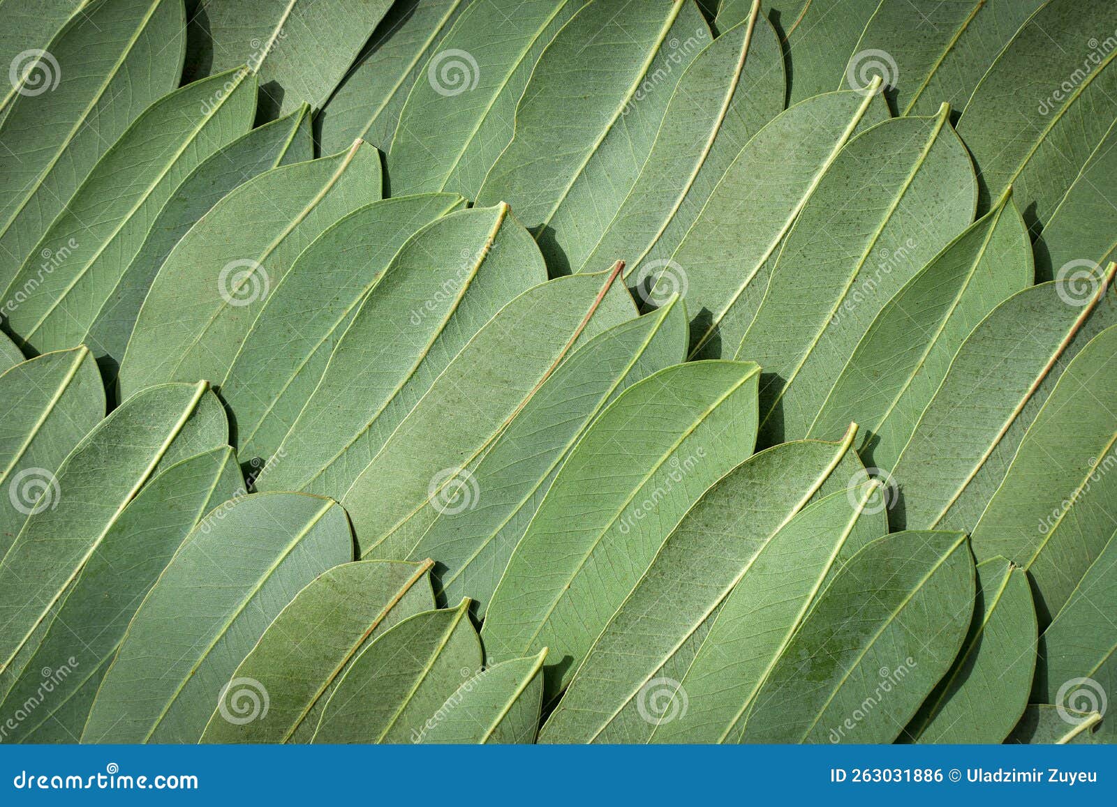 Eucalyptus Leaves Background. Fresh Green Eucalyptus Tree Leaves are ...
