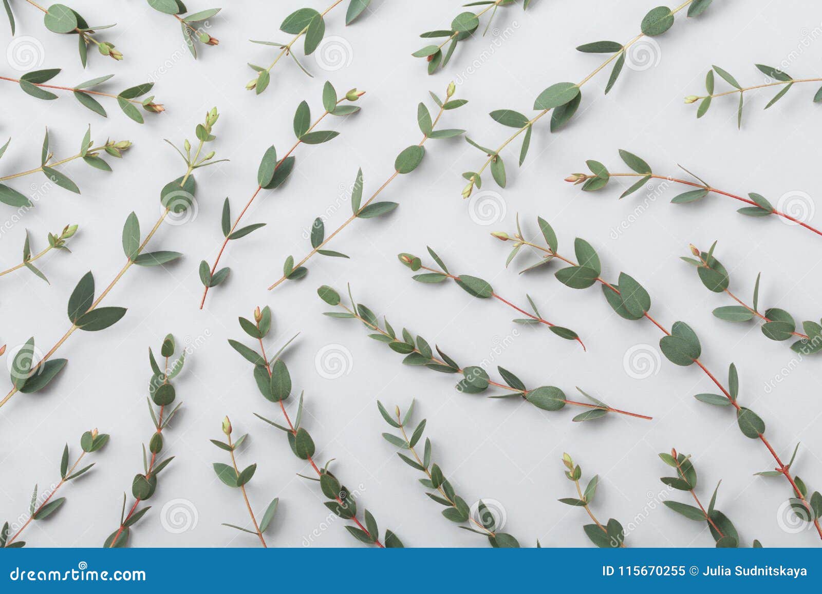 Eucalyptus Leaves Nature Pattern Top View. Flat Lay Style. Stock Image ...