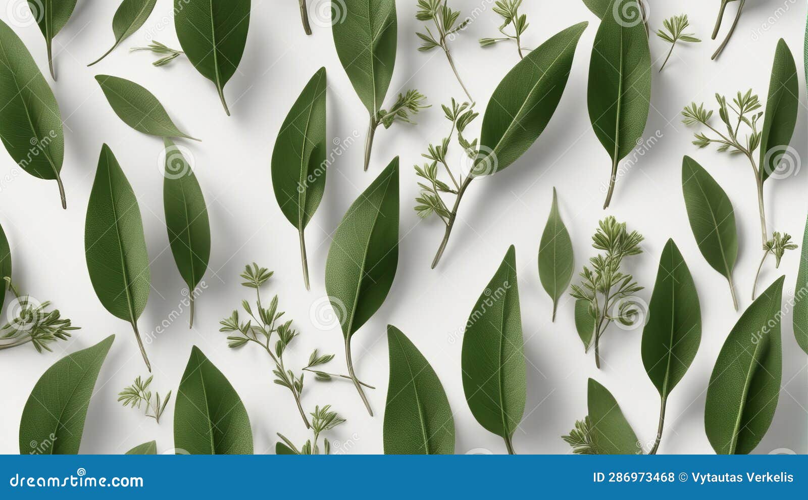 Eucalyptus Leaves Pattern on White Background. Flat Lay, Top View Stock Illustration ...