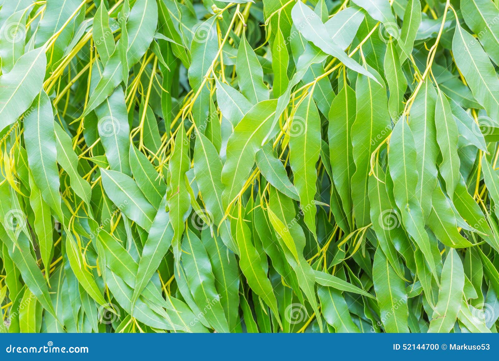 Eucalyptus leaves stock photo. Image of environment, forest - 52144700