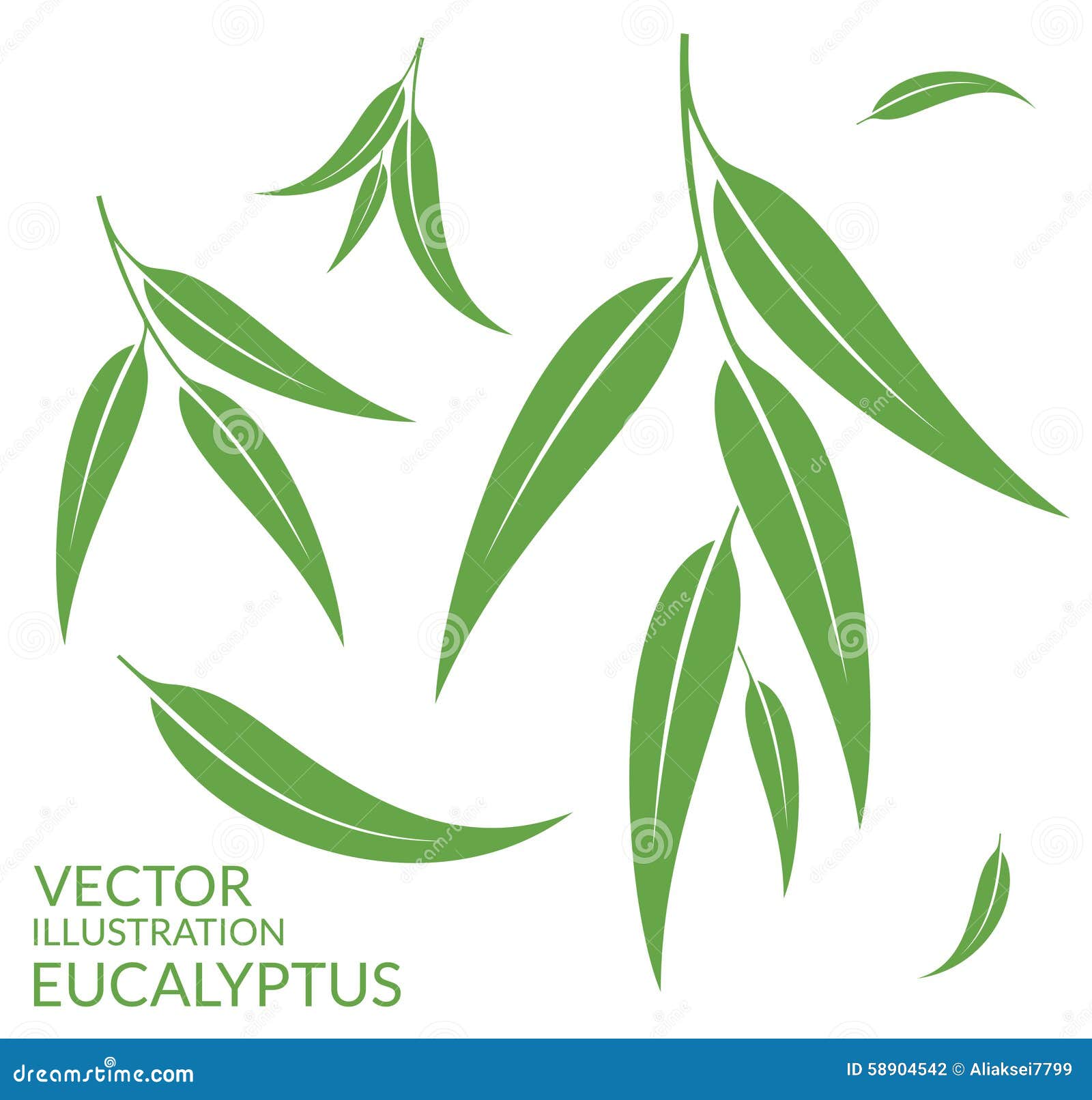 Eucalyptus. Leaves on White Background Stock Vector - Illustration of ...