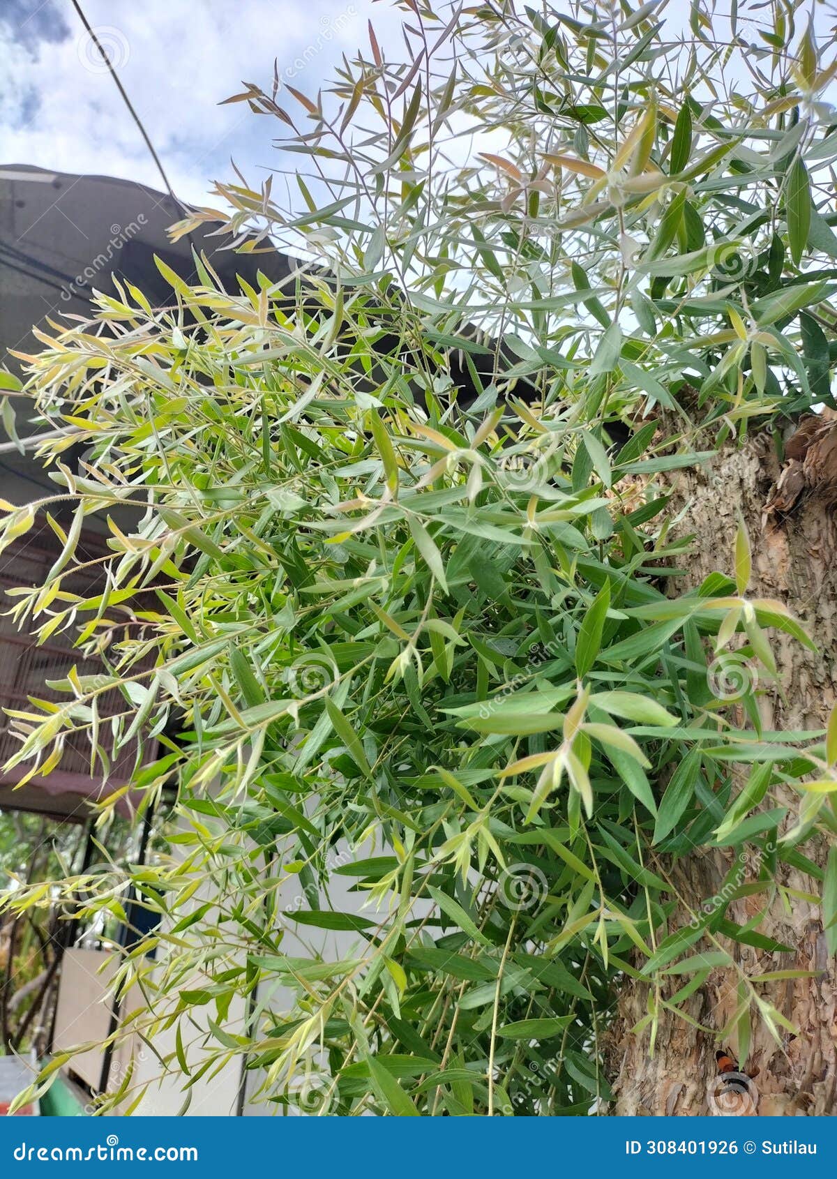 Eucalyptus oil tree stock photo. Image of growing, tree - 308401926