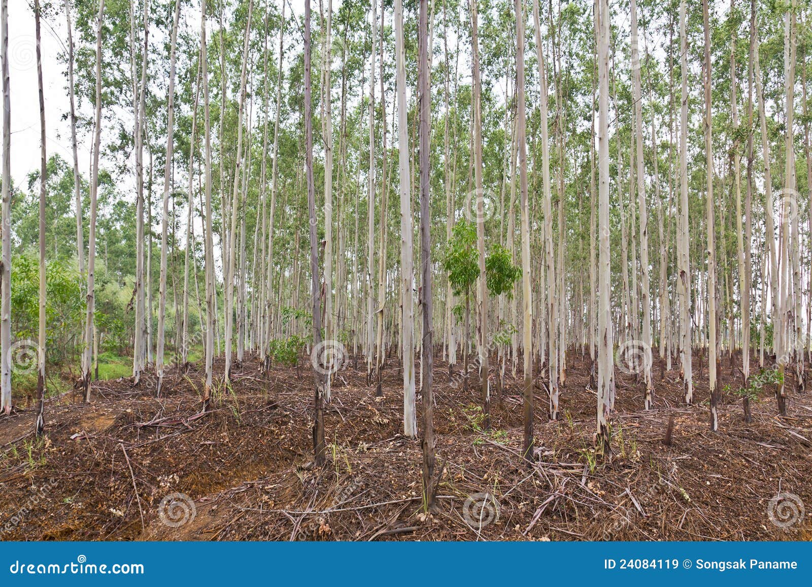 Eucalyptus Plantation stock image. Image of field, plant - 24084119