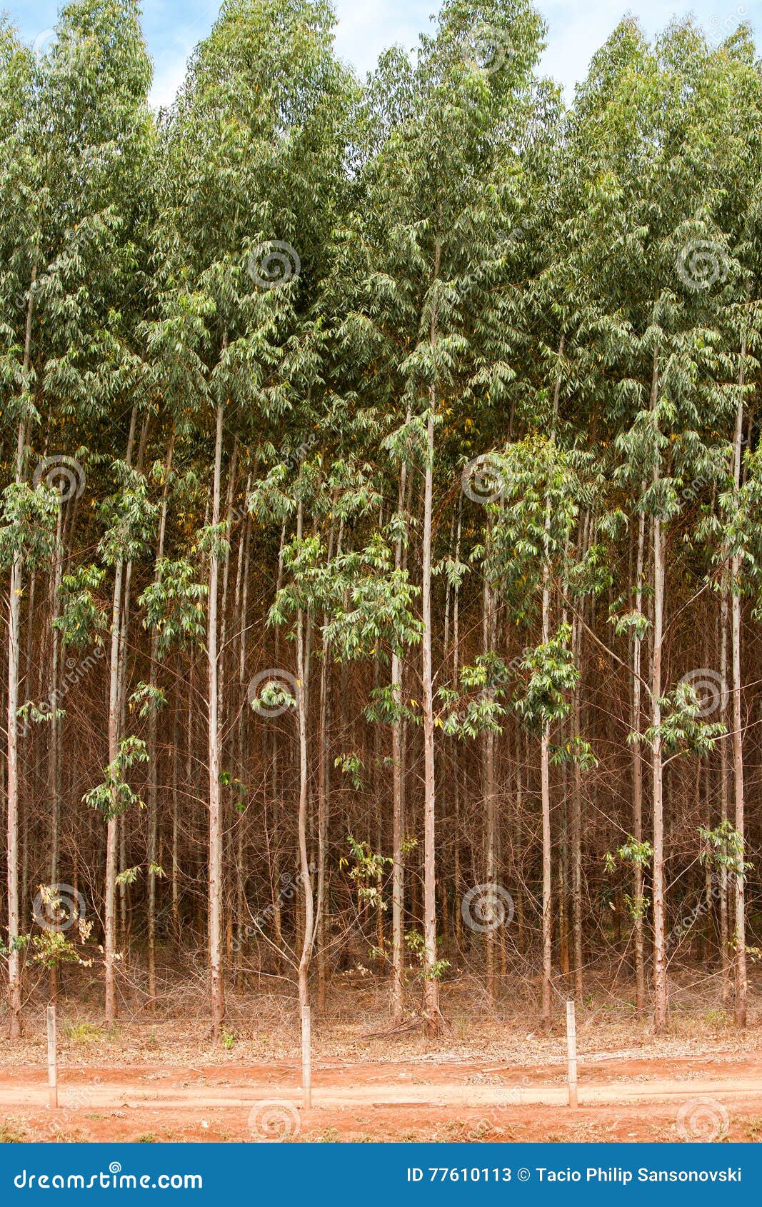 Eucalyptus plantation stock image. Image of plantation - 77610113