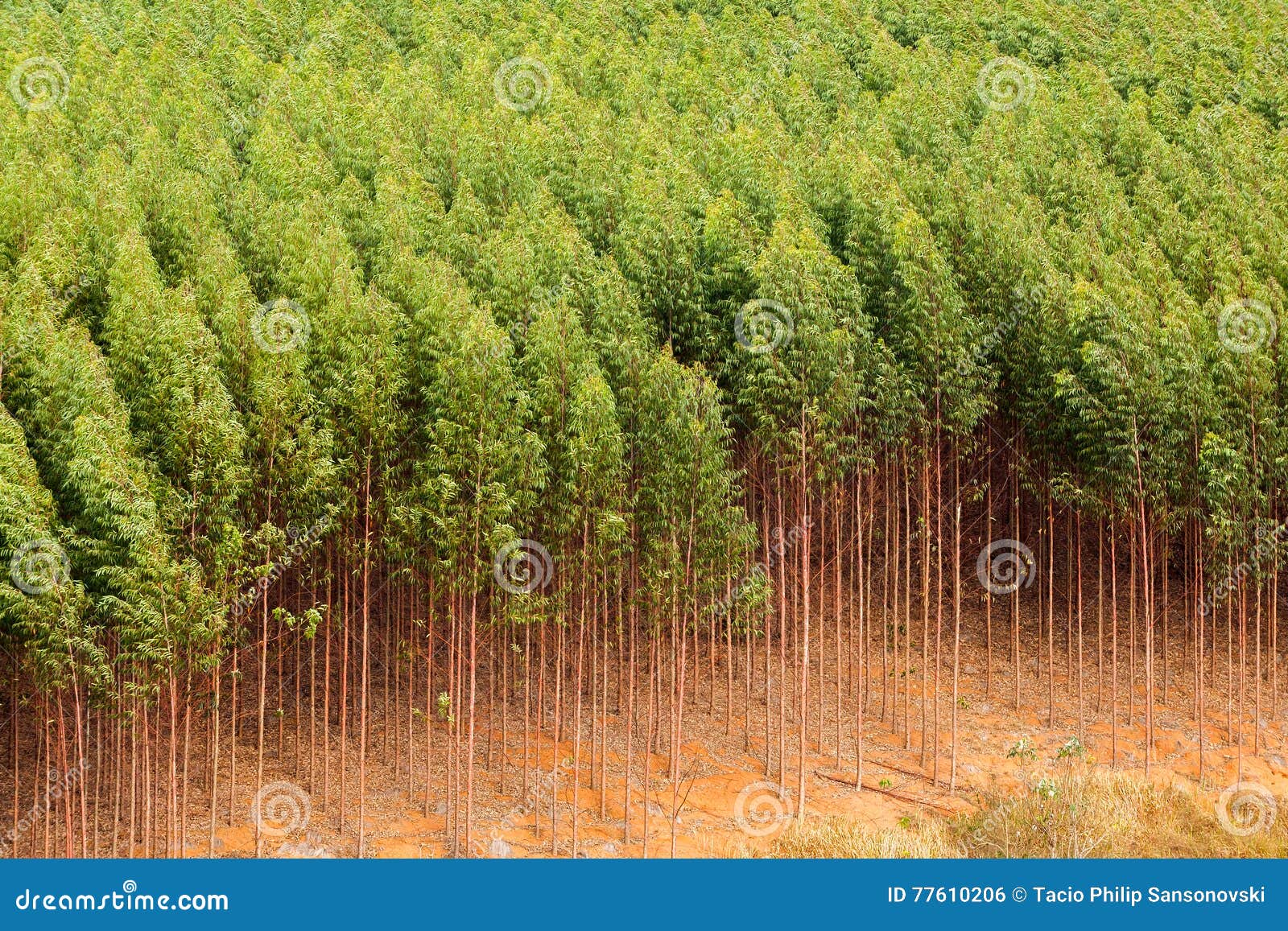 Eucalyptus plantation stock photo. Image of green, paper - 77610206