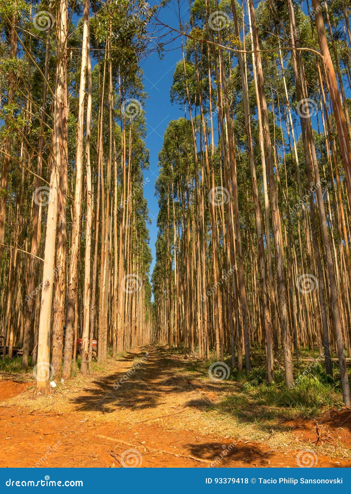 Eucalyptus plantation stock photo. Image of eucalyptus - 93379418