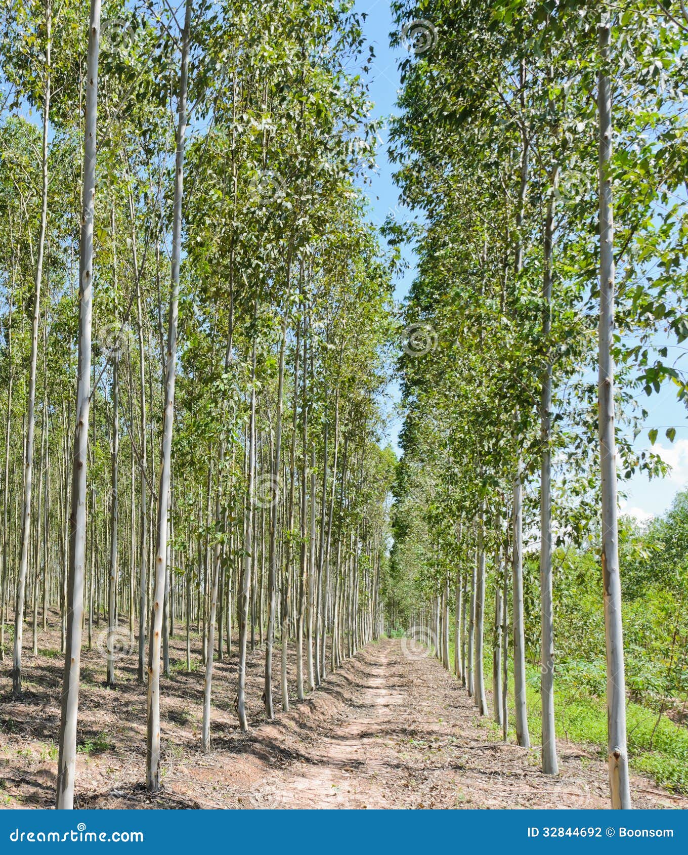 Eucalyptus plantation stock photo. Image of environment - 32844692