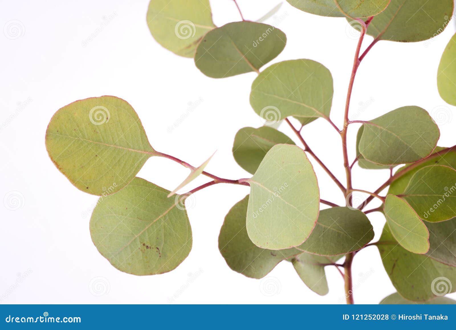 Eucalyptus Polyanthemos Leaves Stock Photo - Image of gardening ...