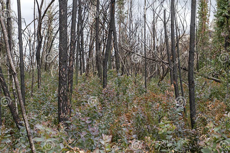 Eucalyptus Pyrophyte Trees Sprouting after a Wildfire Stock Photo ...
