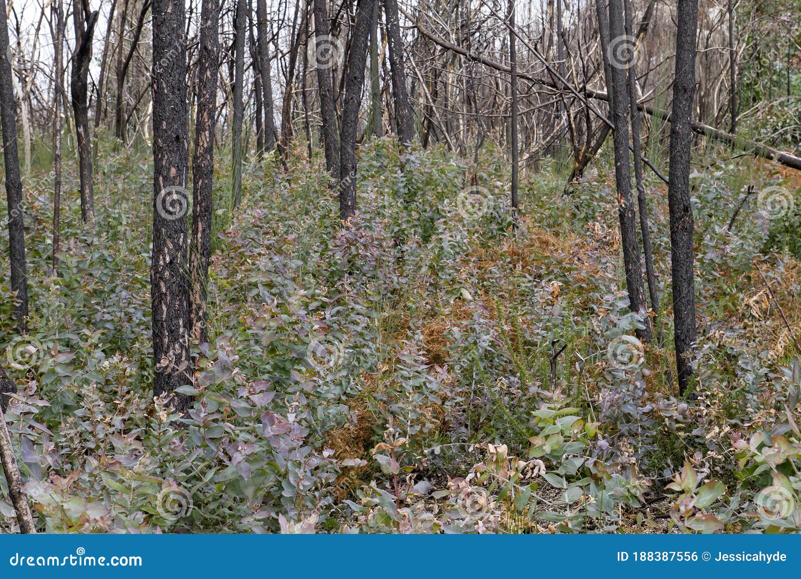Eucalyptus Pyrophyte Trees Sprouting after a Wildfire Stock Photo ...