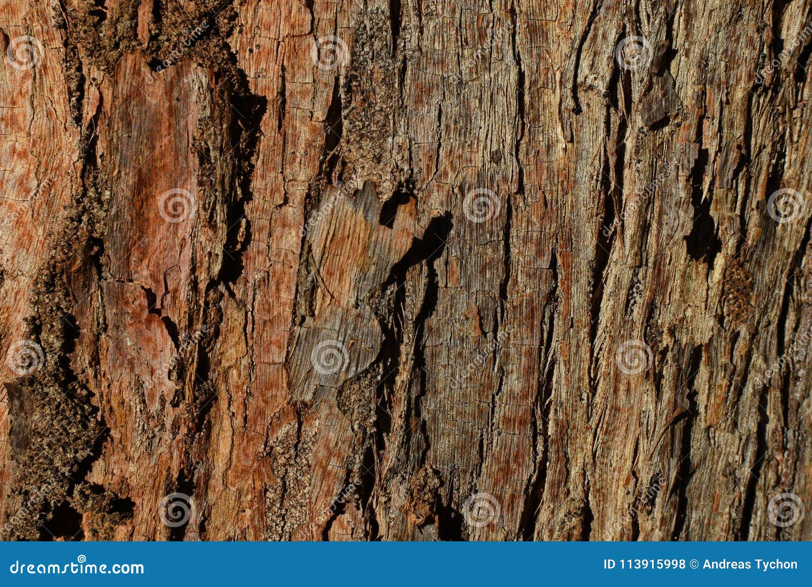 Eucalyptus Tree Textured Background Stock Photo - Image of macro ...
