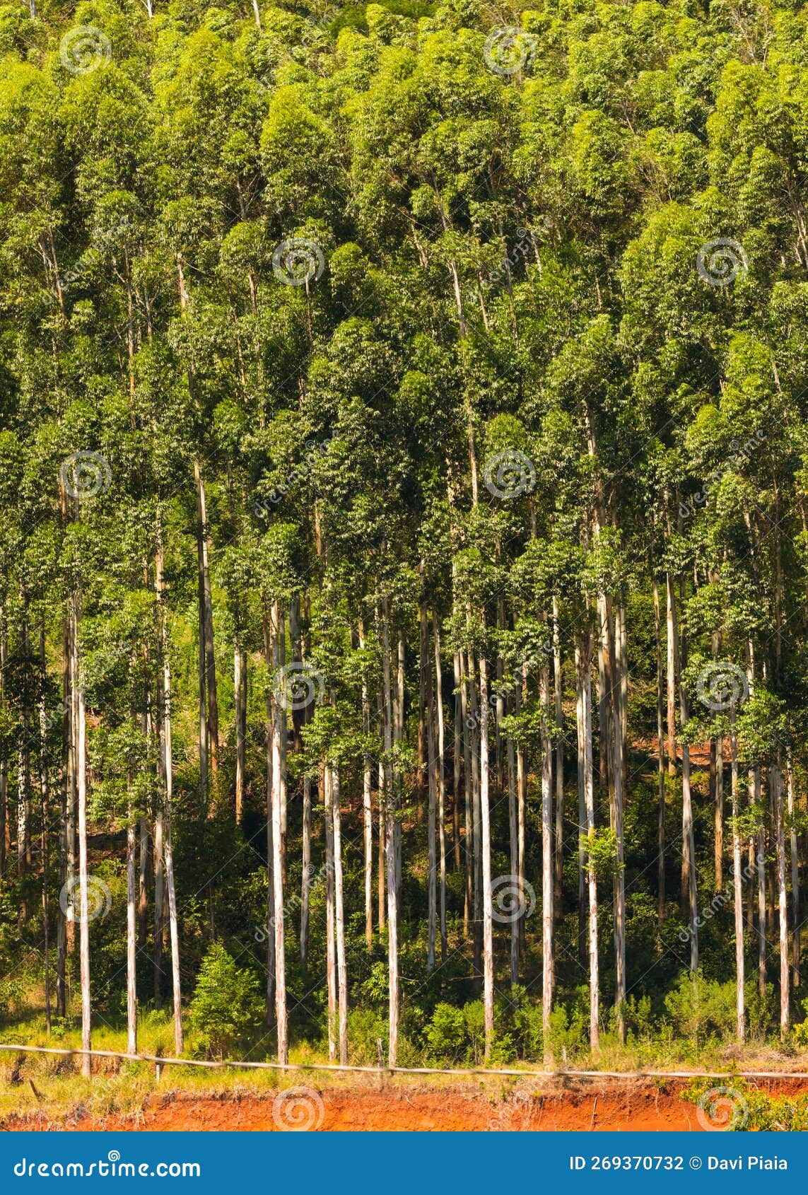Reforestation In The Forest With Young Green Trees Royalty-Free Stock ...